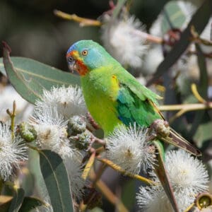 Swift Parrot | World Parrot Trust