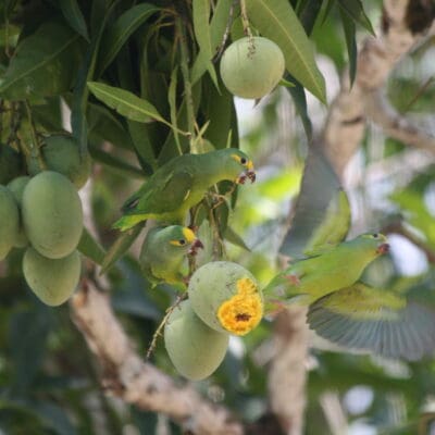 Tui Parakeet | World Parrot Trust