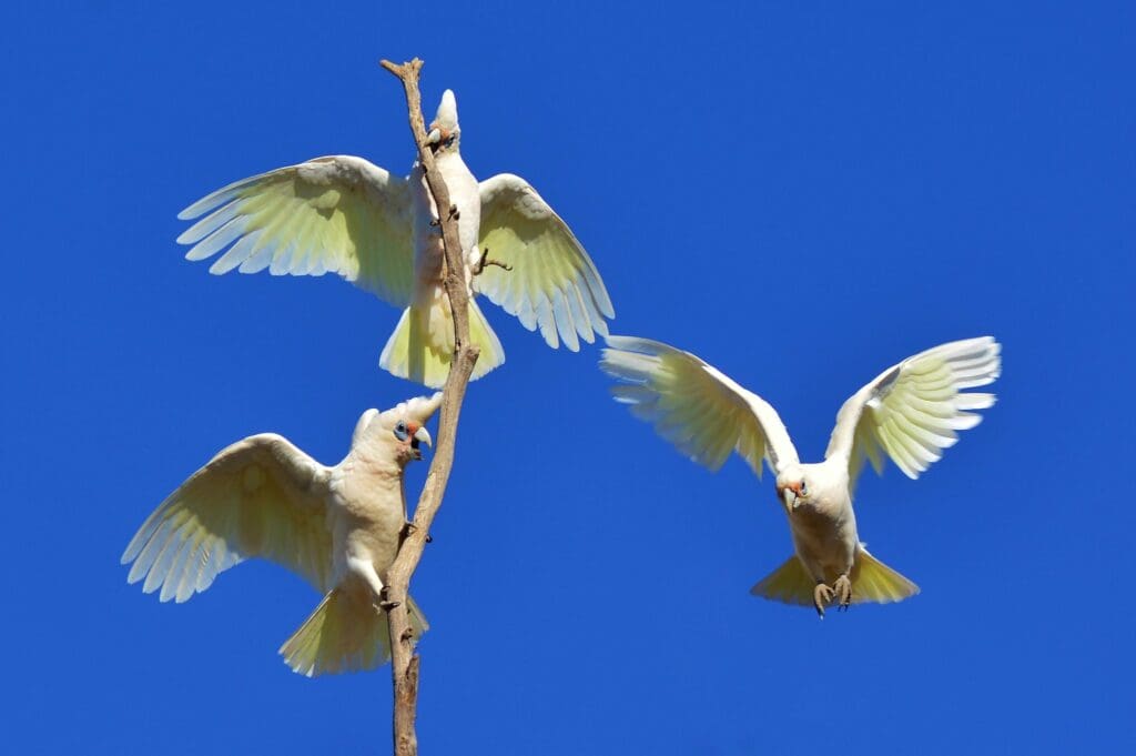Western Corella | World Parrot Trust