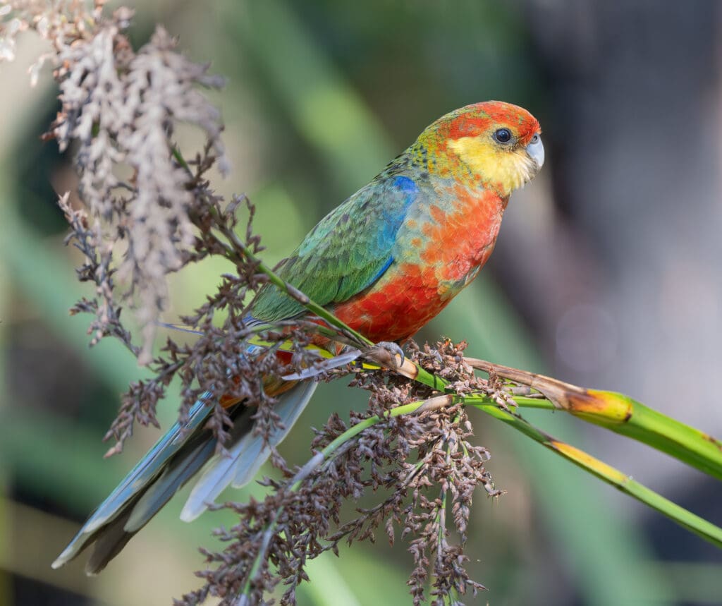 Western Rosella A Feast Of Parrots! Stunning – A Male Western