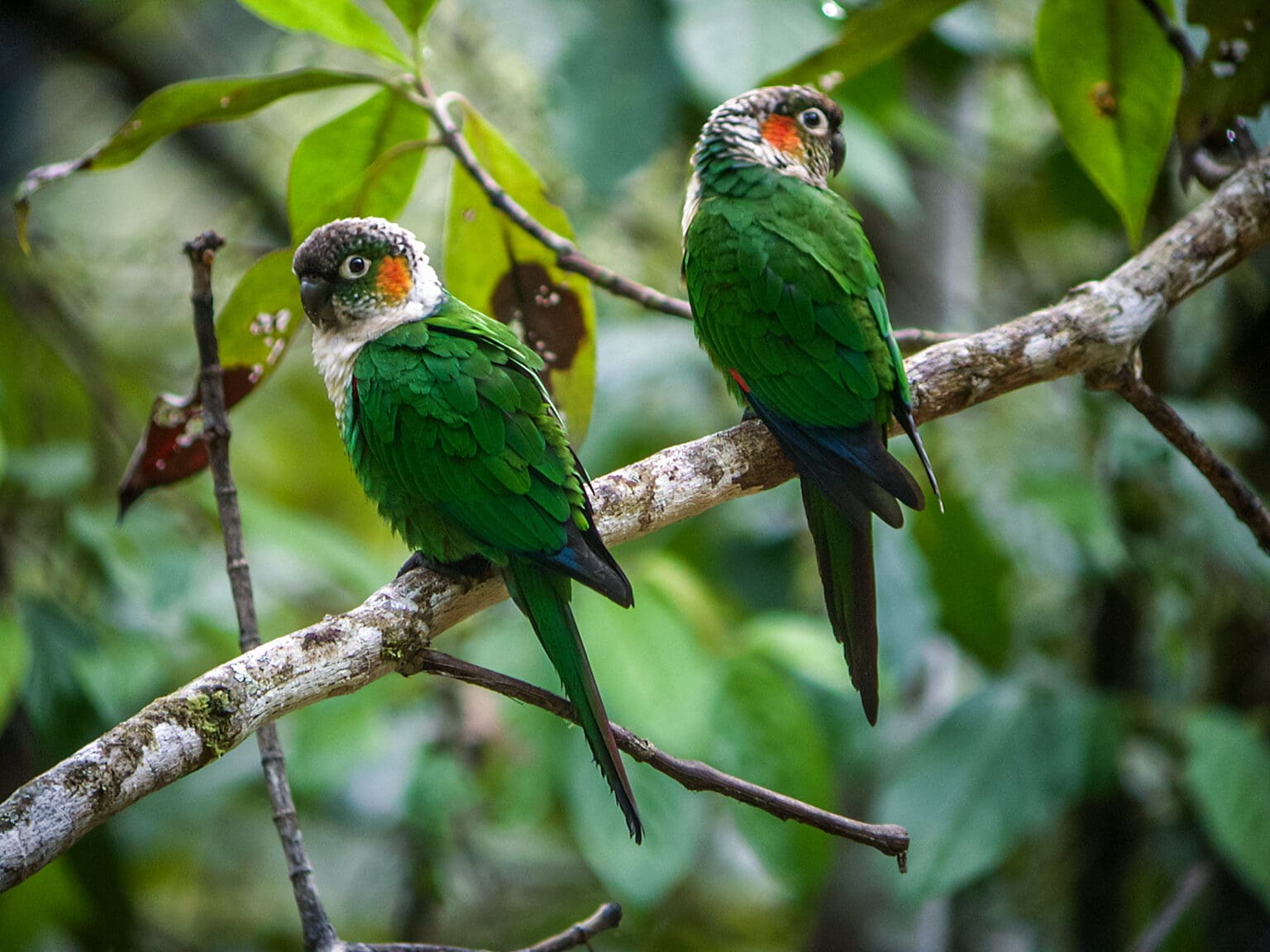 White-necked Conure | World Parrot Trust