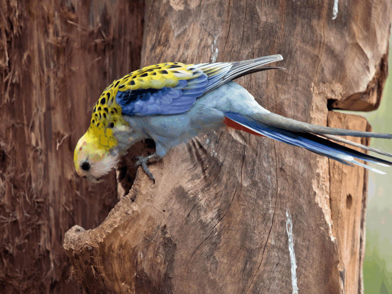 Pale-headed Rosella | World Parrot Trust