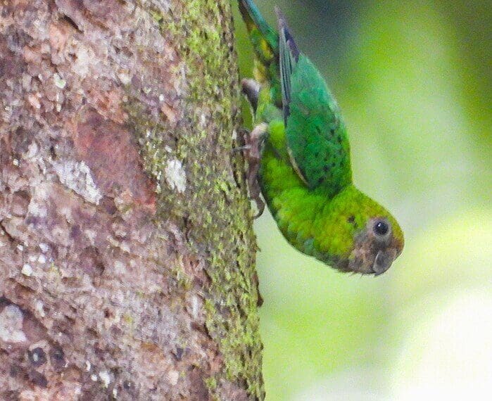 Yellow-capped Pygmy Parrot | World Parrot Trust