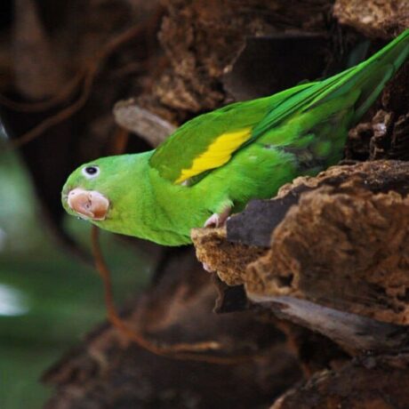 South American Parrots | World Parrot Trust