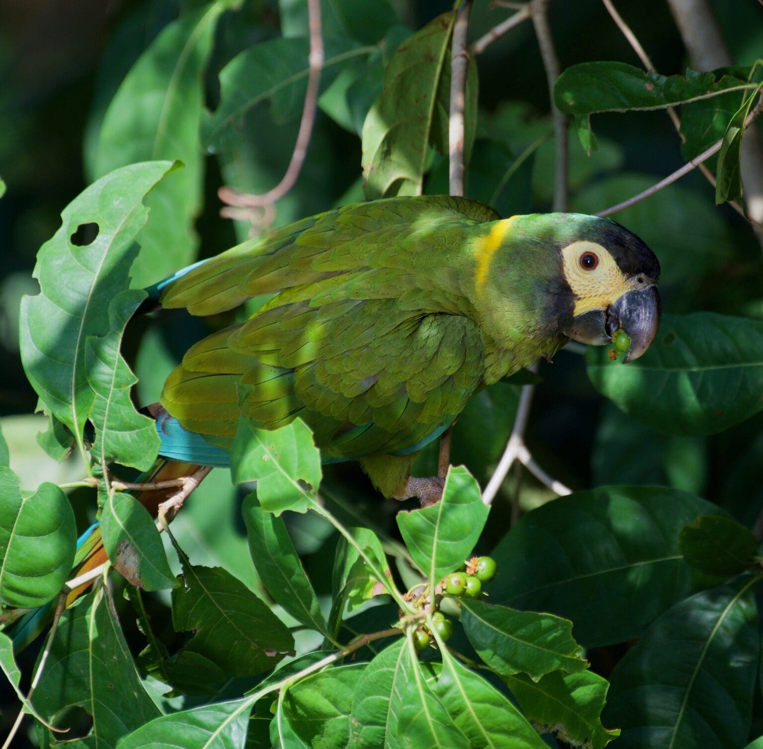 Yellow-collared Macaw | World Parrot Trust