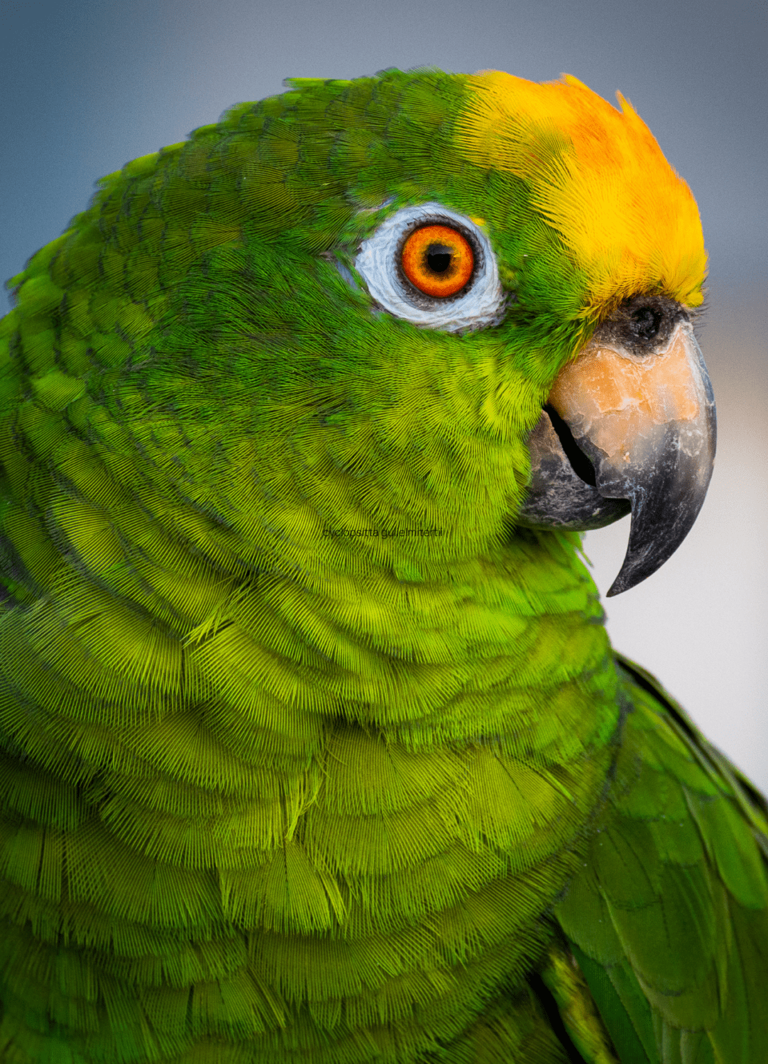 Yellow-crowned Amazon | World Parrot Trust