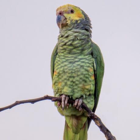 South American Parrots | World Parrot Trust