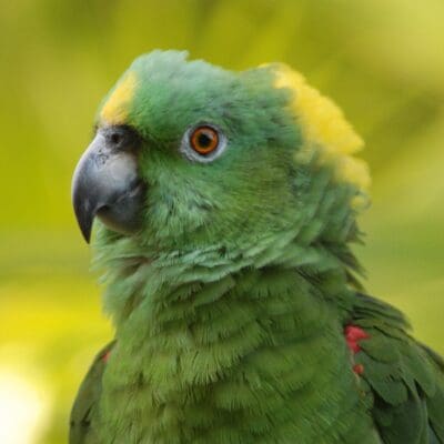 Yellow-naped Amazon | World Parrot Trust