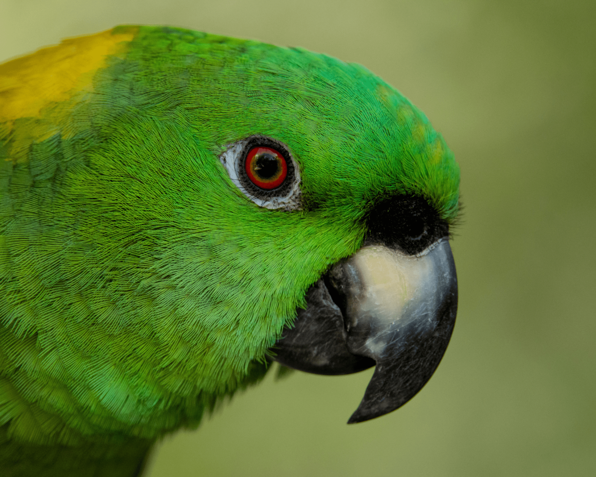 Yellow-naped Amazon | World Parrot Trust