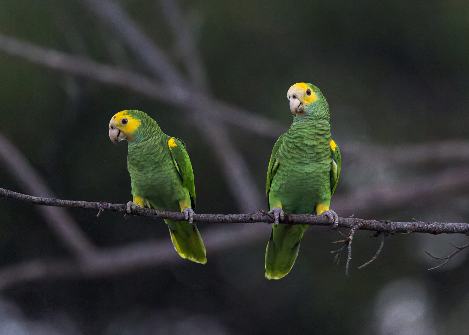 Yellow-shouldered Amazon | World Parrot Trust
