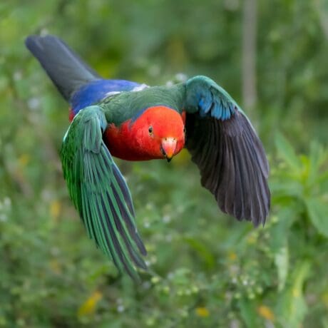 Parrot Encyclopedia | World Parrot Trust