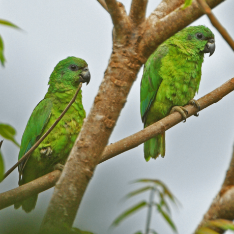 Amazon Parrots | World Parrot Trust