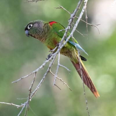 Conures | World Parrot Trust