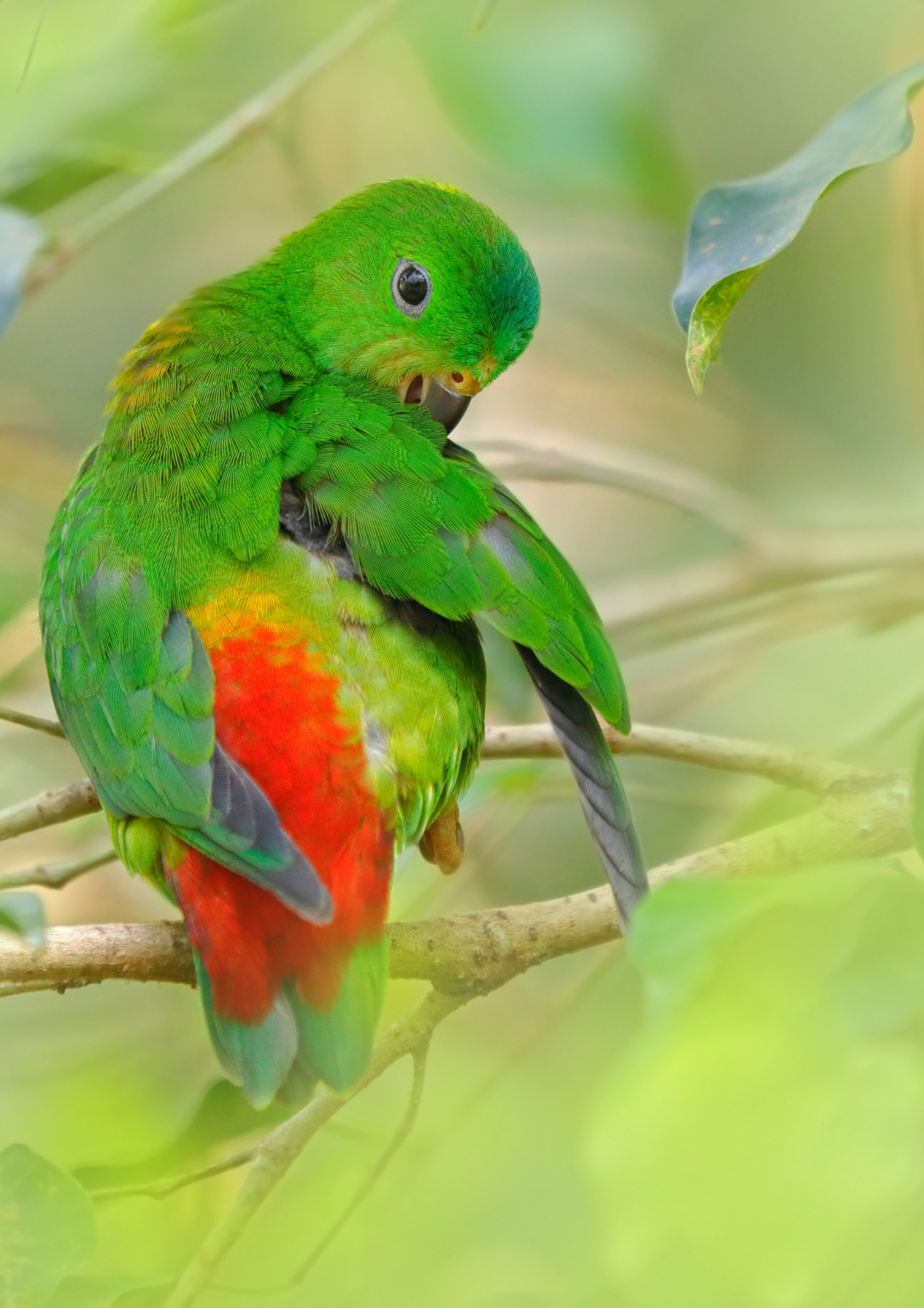 Blue-crowned Hanging Parrot | World Parrot Trust