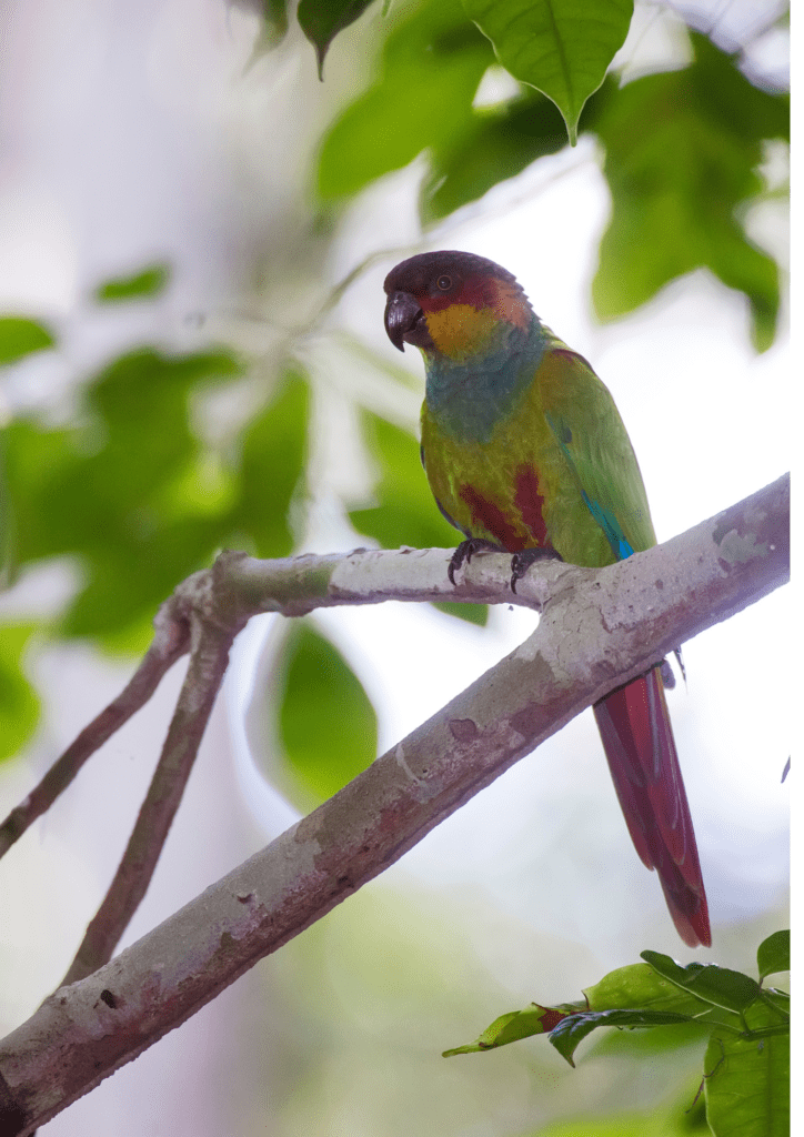 Blue-throated Conure | World Parrot Trust