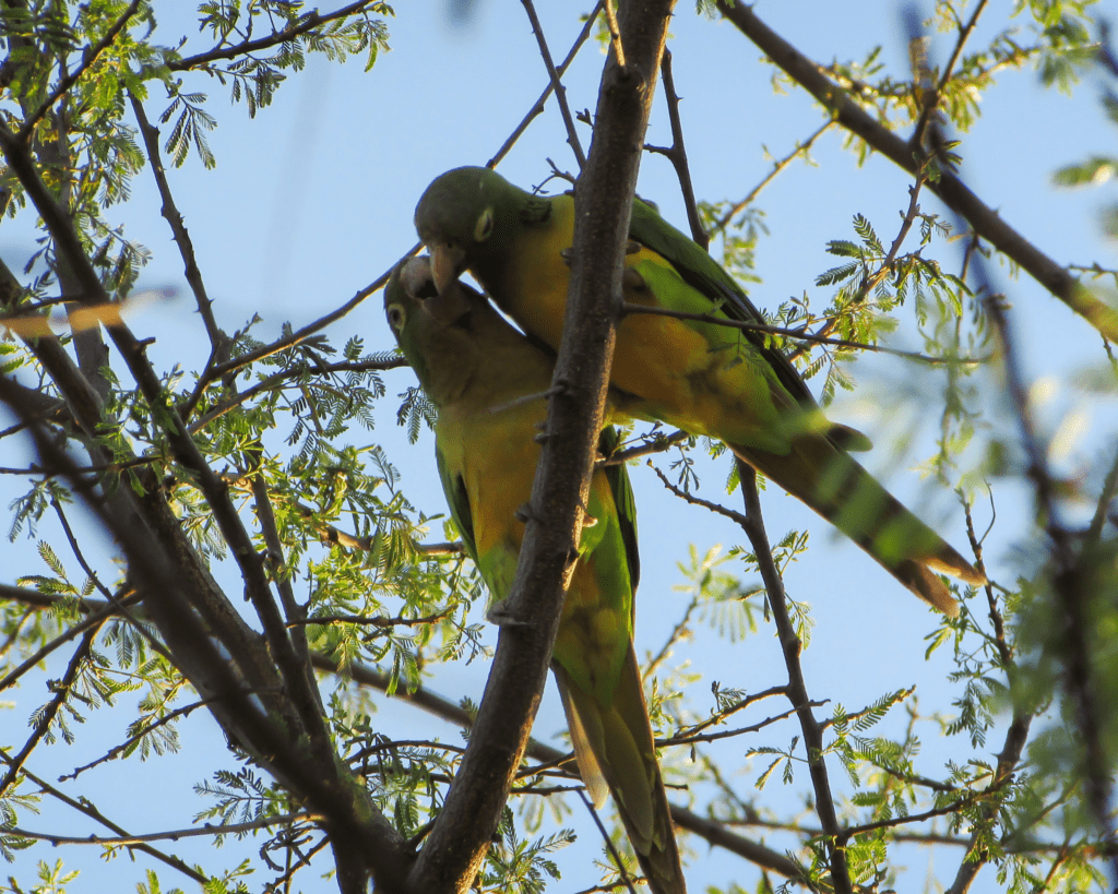 Cactus Conure | World Parrot Trust
