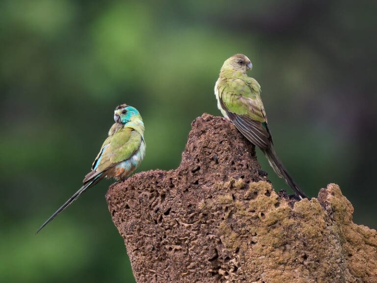 Golden-shouldered Parrot | World Parrot Trust