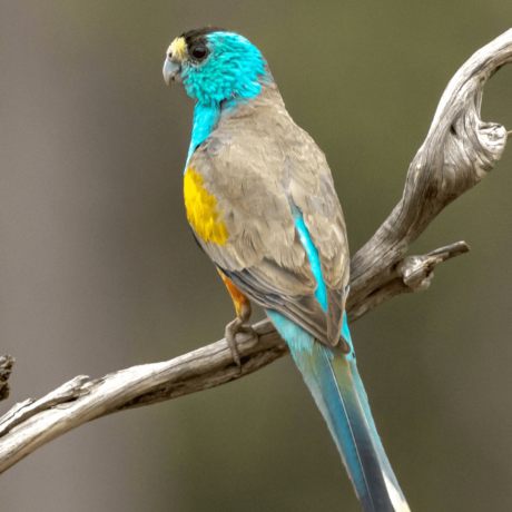 Australian Parakeets | World Parrot Trust