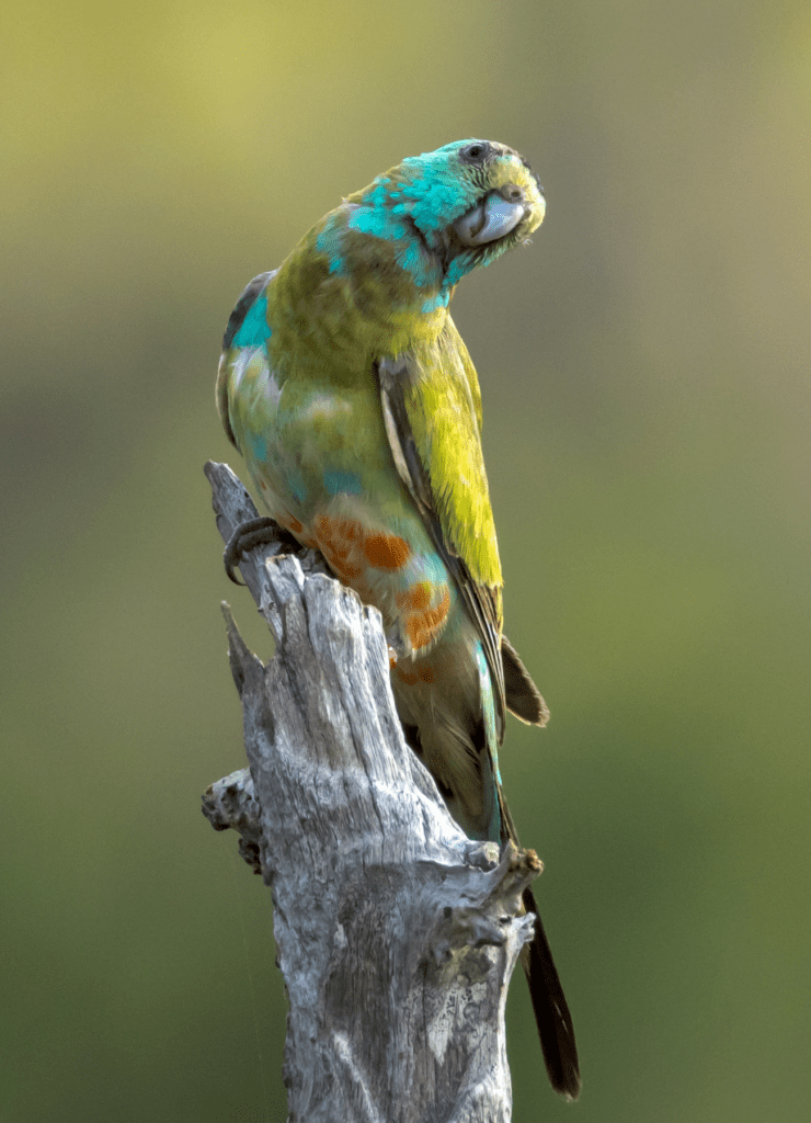 Golden-shouldered Parrot | World Parrot Trust