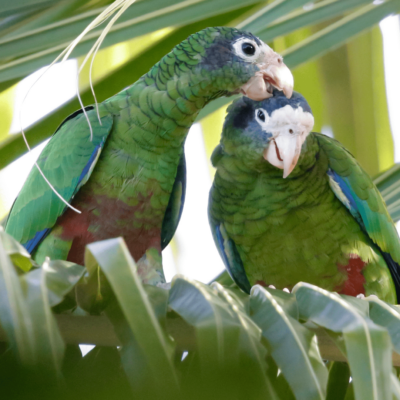 Amazon Parrots | World Parrot Trust