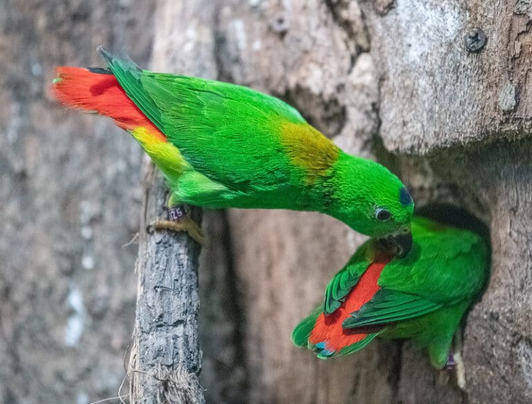 Blue-crowned Hanging Parrot | World Parrot Trust