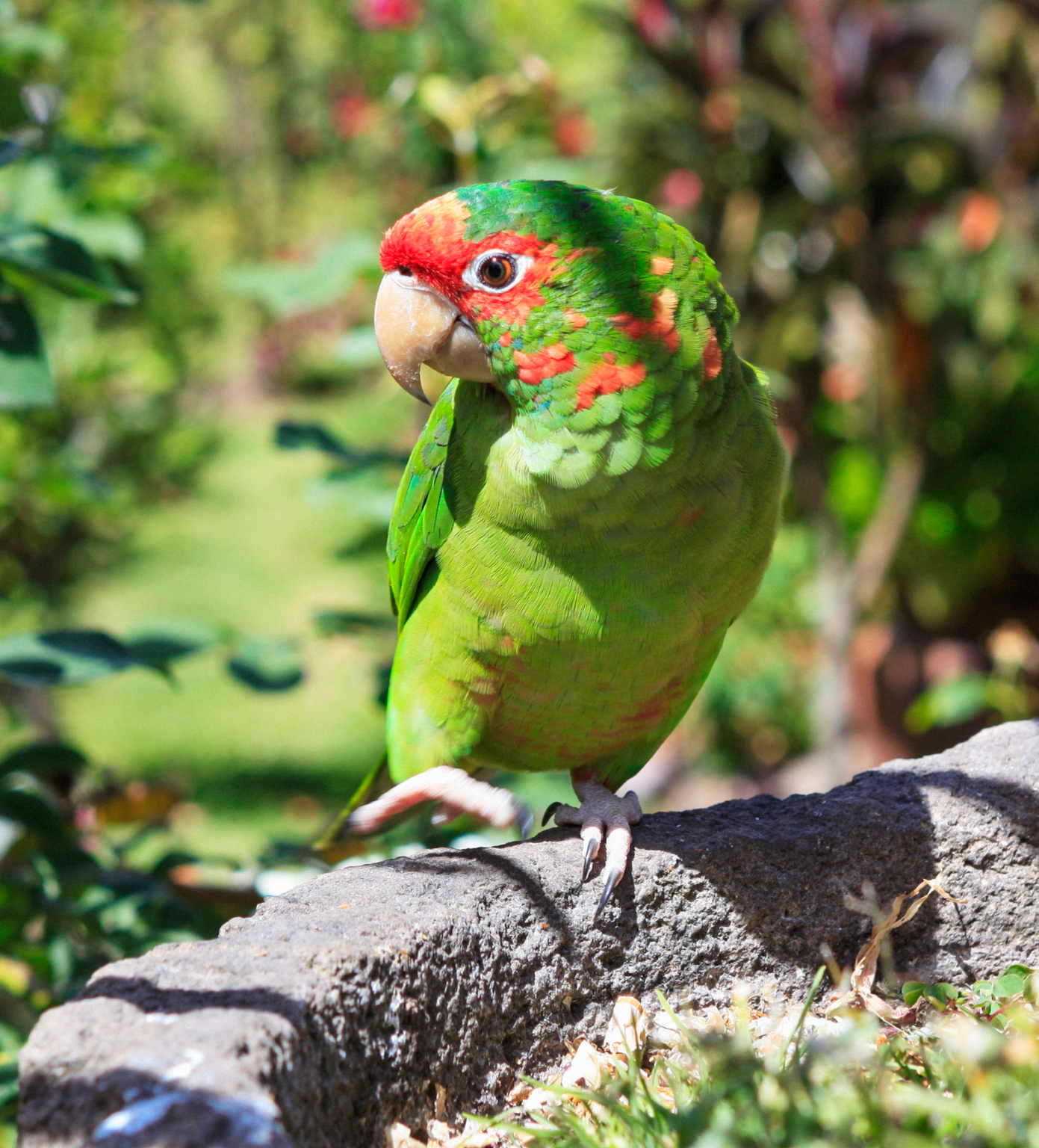 Mitred Conure | World Parrot Trust