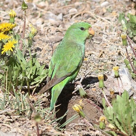 Mountain Parakeet | World Parrot Trust