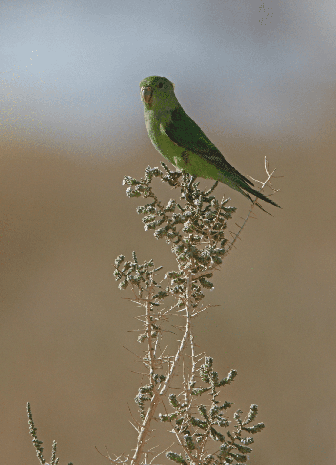 Mountain Parakeet | World Parrot Trust