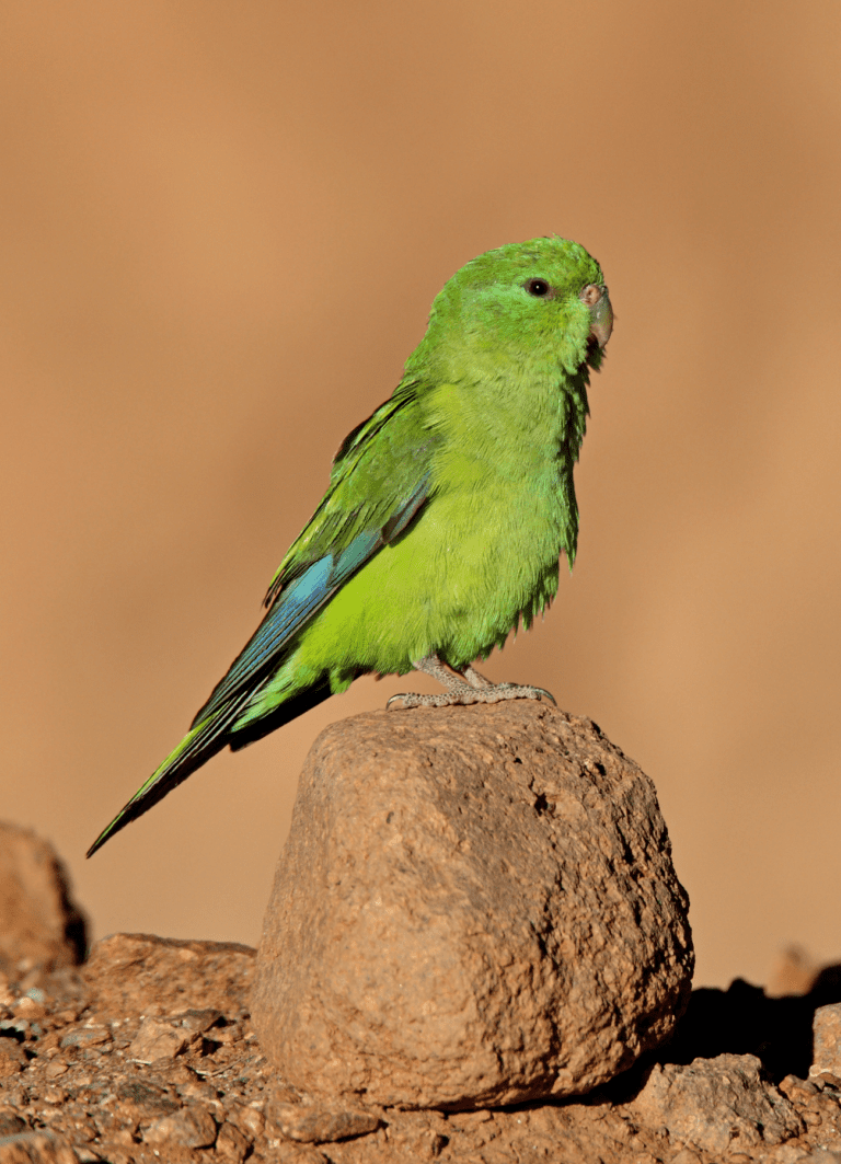 Mountain Parakeet | World Parrot Trust