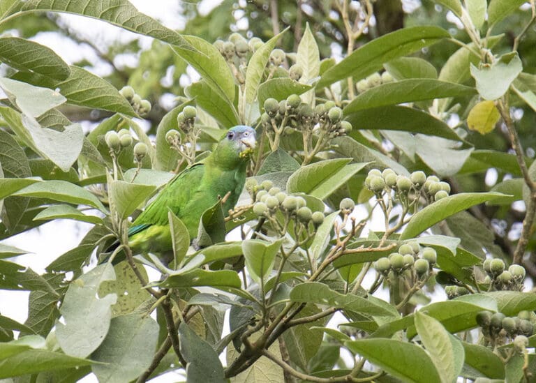 Pileated Parrot | World Parrot Trust
