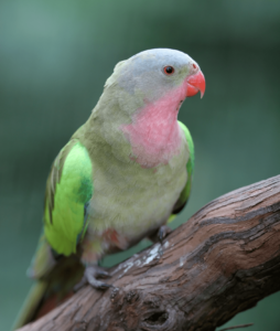 Princess Parrot | World Parrot Trust
