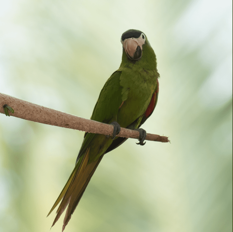 Red-shouldered Macaw | World Parrot Trust