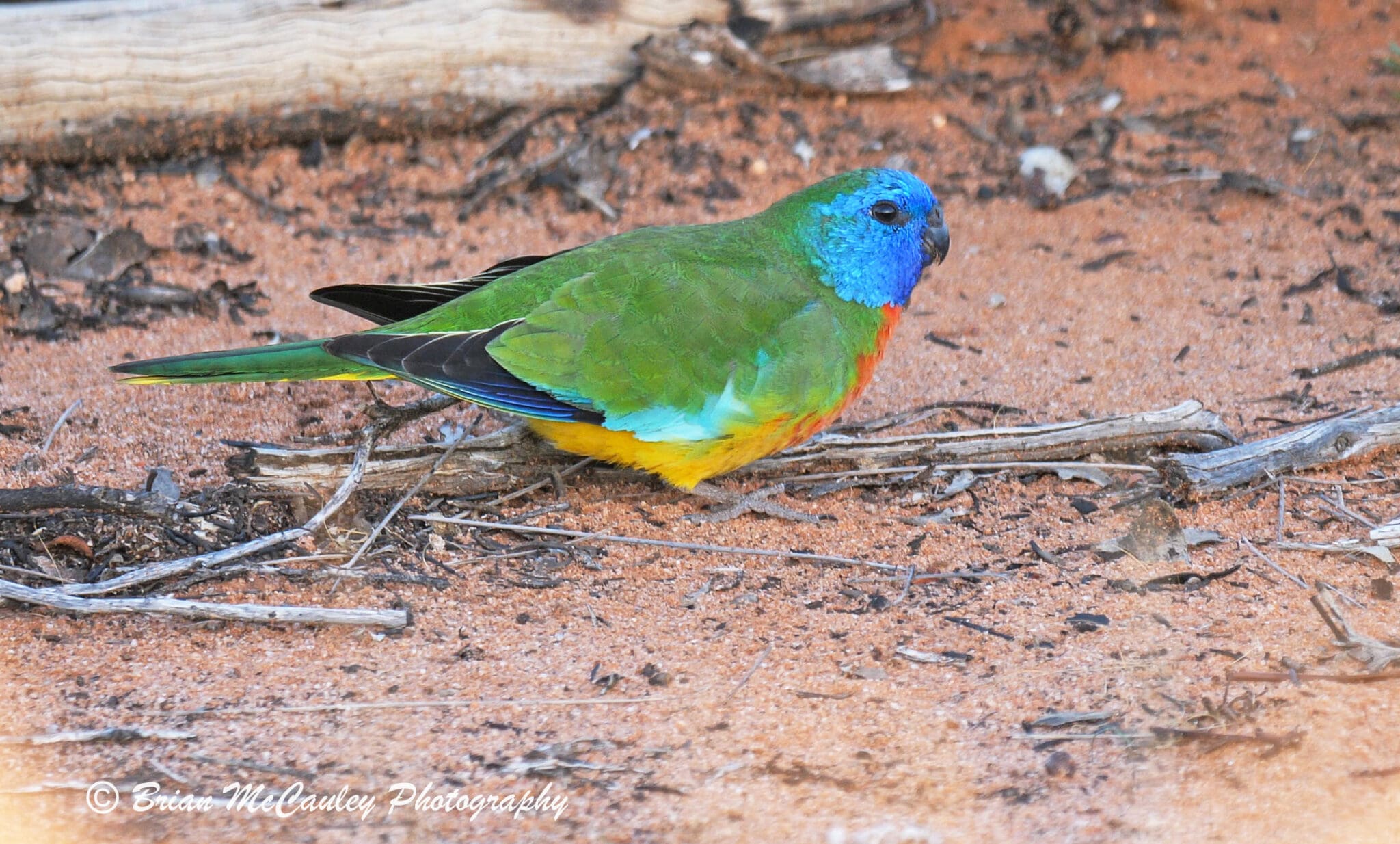 Scarlet-chested Parrot | World Parrot Trust