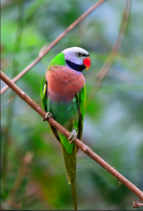 Red-breasted Parakeet | World Parrot Trust