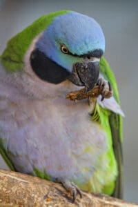 Derbyan Parakeet | World Parrot Trust