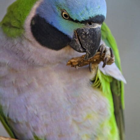 Derbyan Parakeet | World Parrot Trust