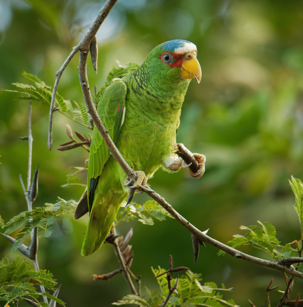 White fronted amazon store