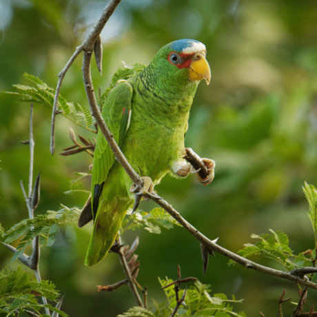 White-fronted Amazon | World Parrot Trust