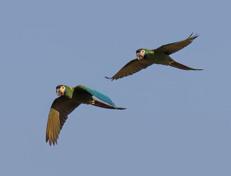 Yellow-collared Macaw | World Parrot Trust