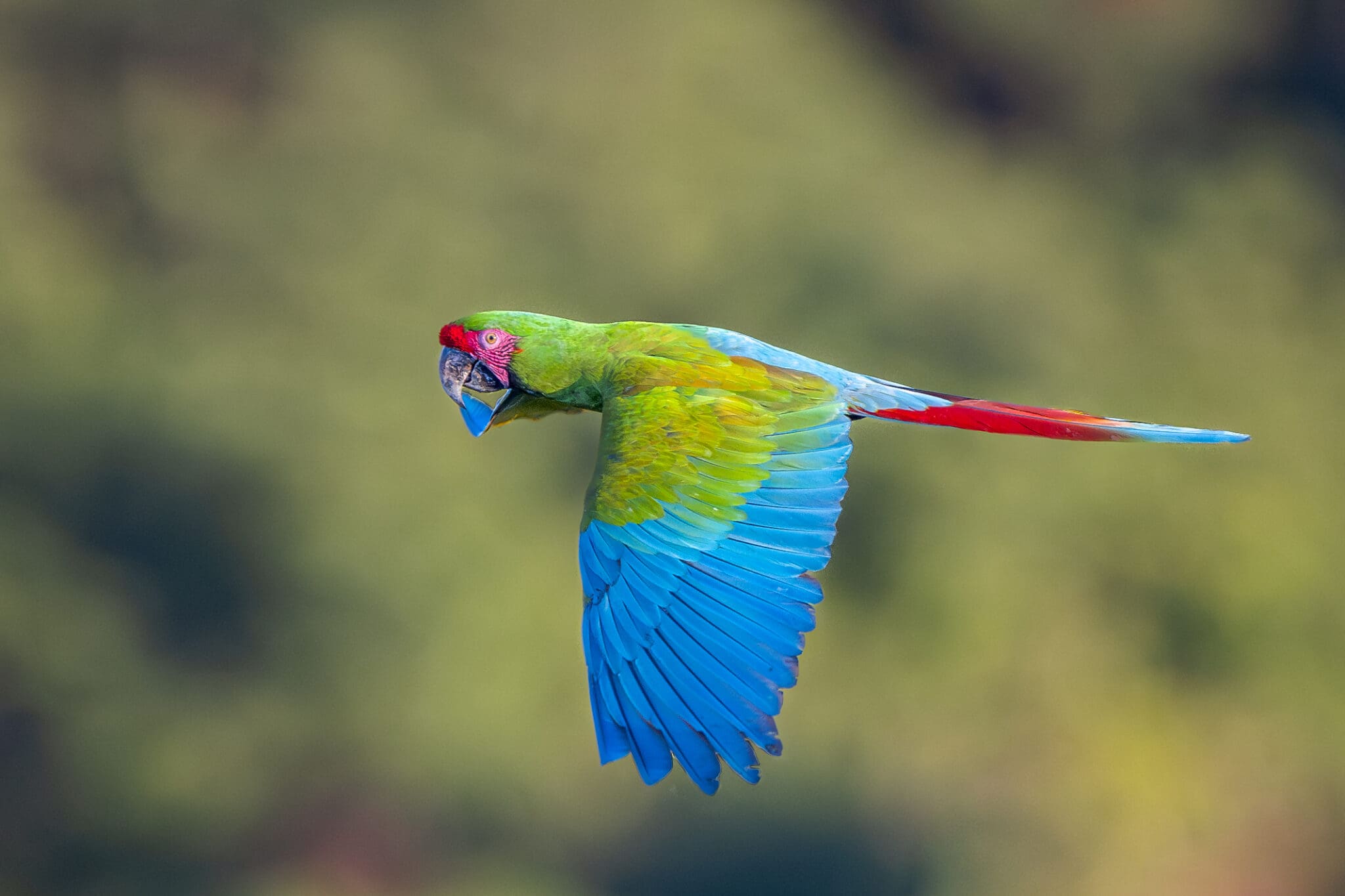 Great Green Macaw | World Parrot Trust