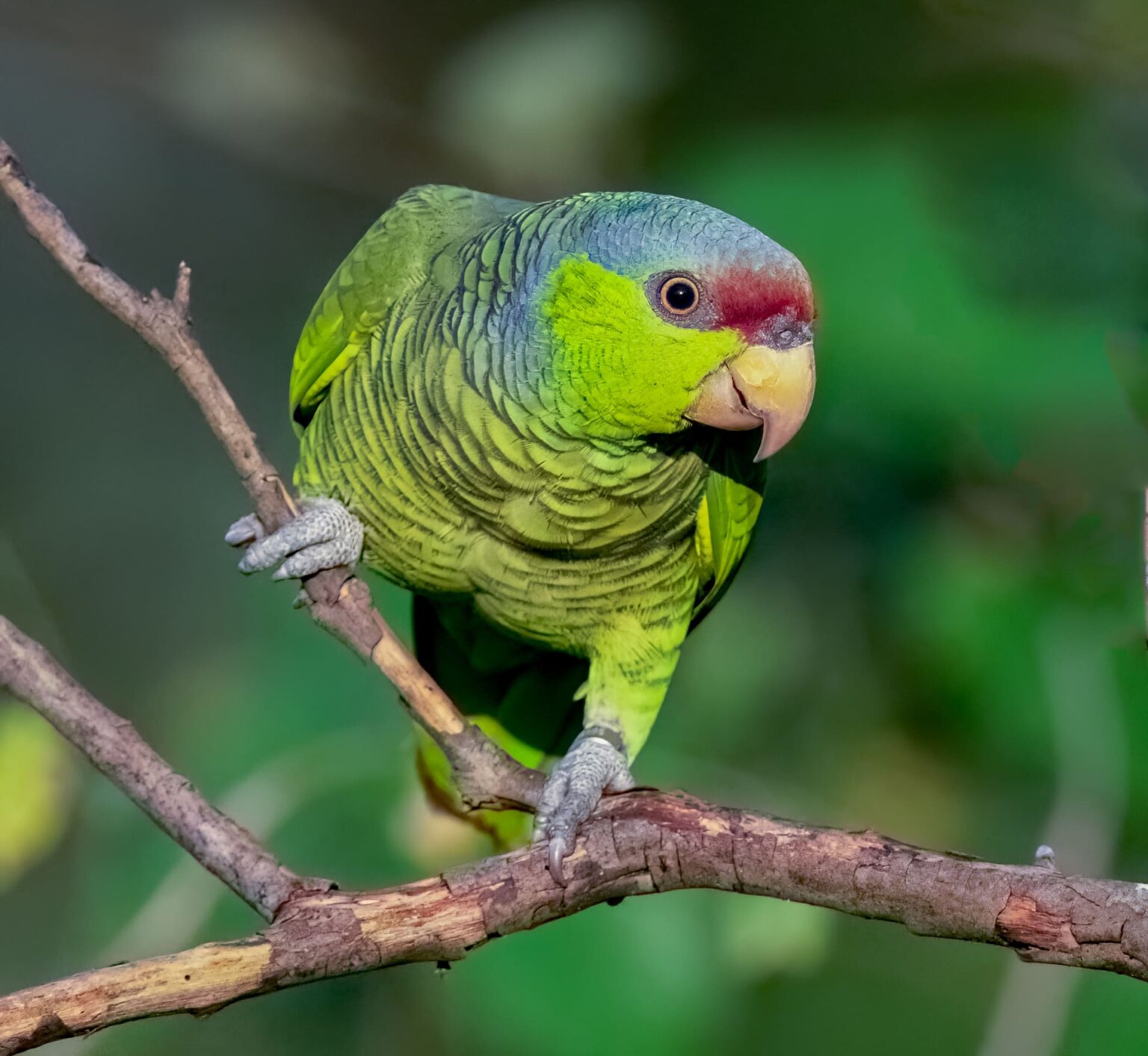 Lilac-crowned Amazon | World Parrot Trust