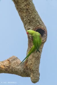 Alexandrine Parakeet | World Parrot Trust