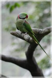 Alexandrine Parakeet | World Parrot Trust