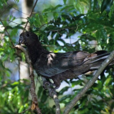 Black Parrot | World Parrot Trust