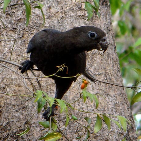 Black Parrot | World Parrot Trust