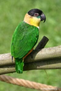 Black-headed Parrot | World Parrot Trust