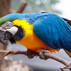 Blue-and-yellow Macaw | World Parrot Trust