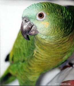 Blue-fronted Amazon | World Parrot Trust