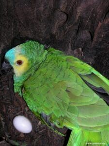 Blue-fronted Amazon | World Parrot Trust
