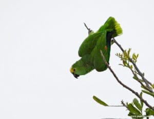 Blue-fronted Amazon | World Parrot Trust